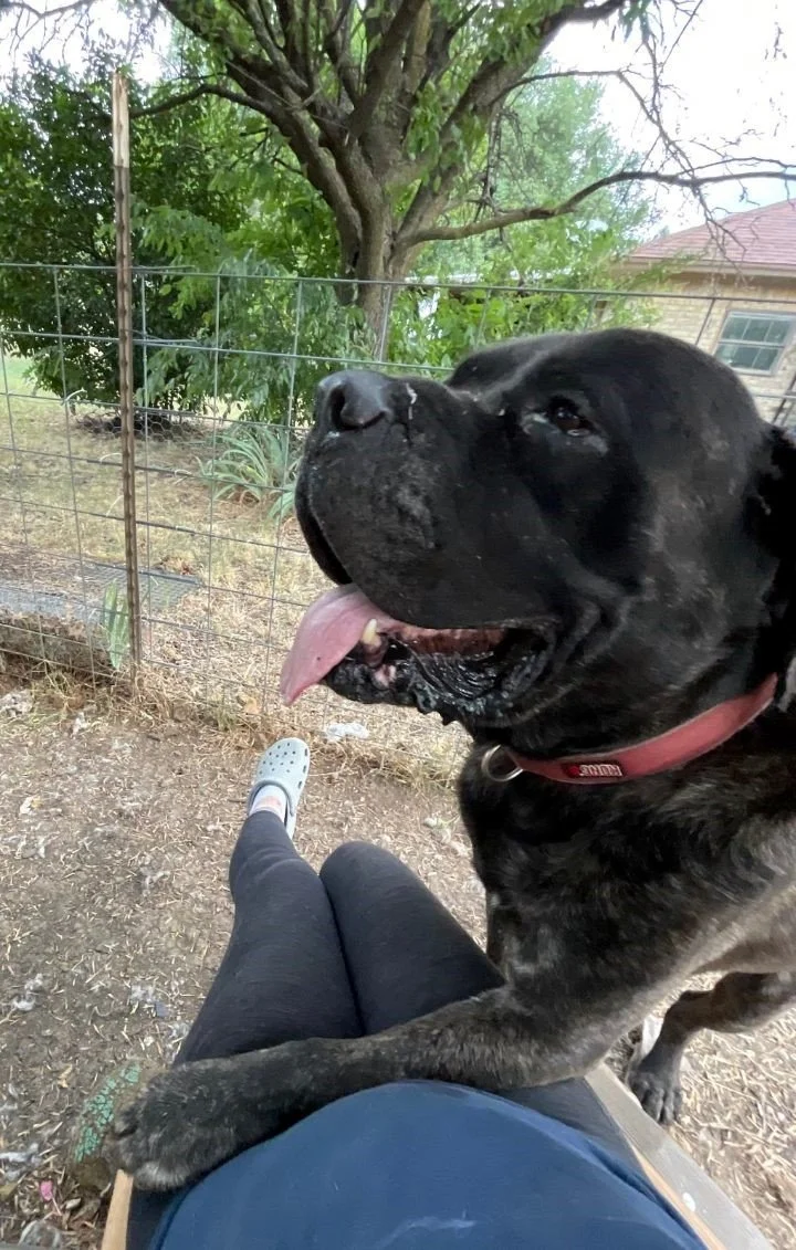 Available Puppies/Dogs — Bluebonnet Mastiffs