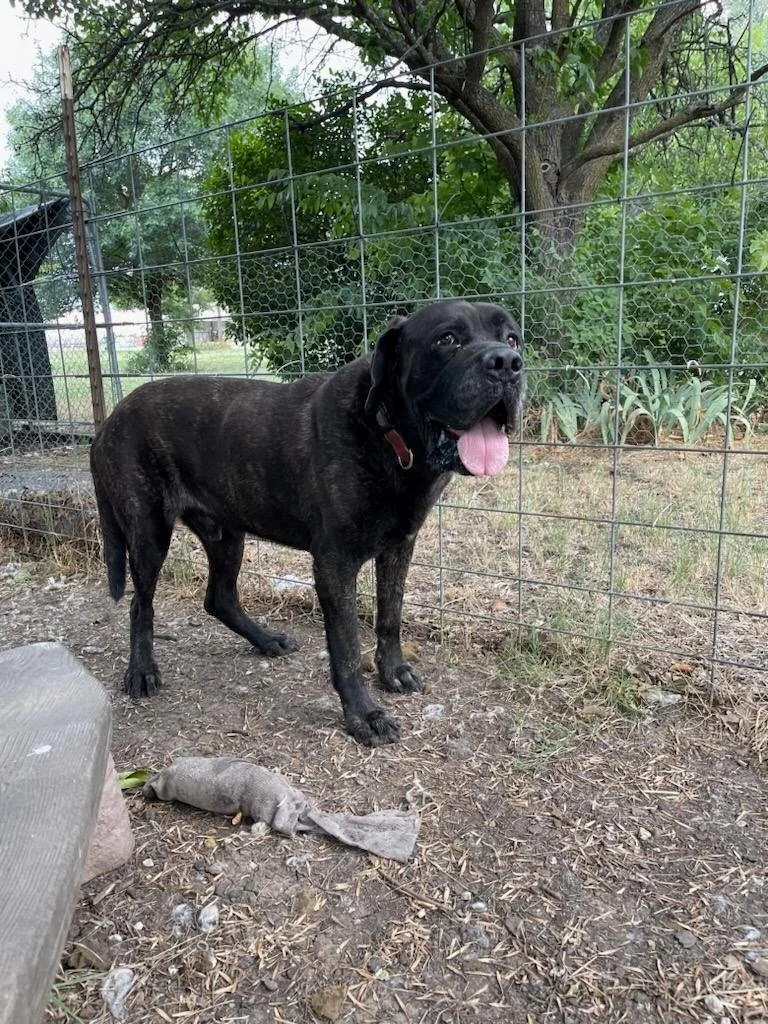Available Puppies/Dogs — Bluebonnet Mastiffs