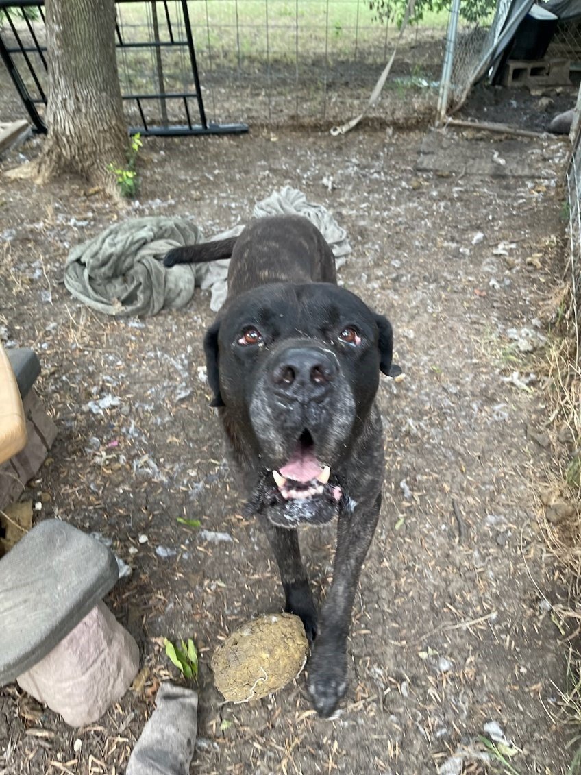 Available Puppies/Dogs — Bluebonnet Mastiffs