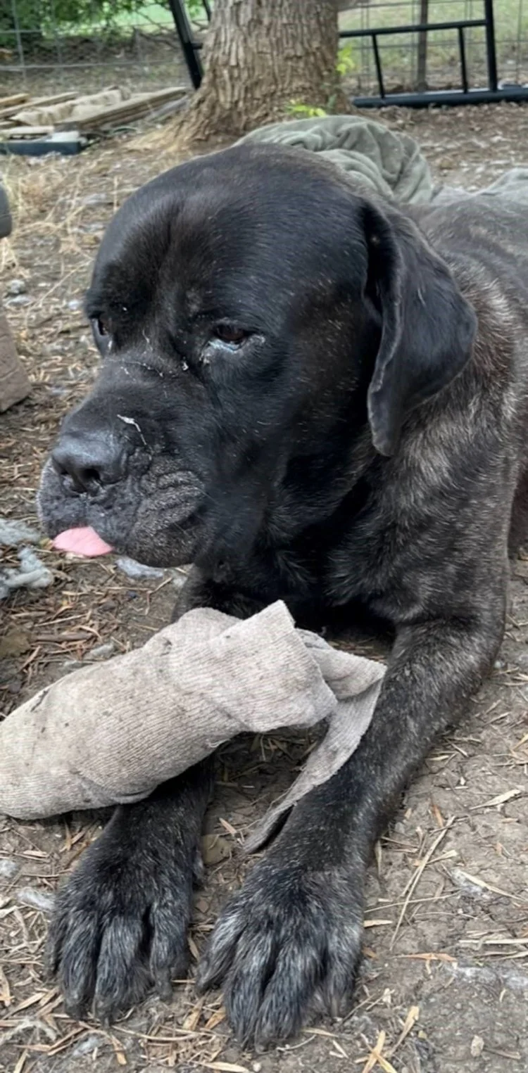 Available Puppies/Dogs — Bluebonnet Mastiffs
