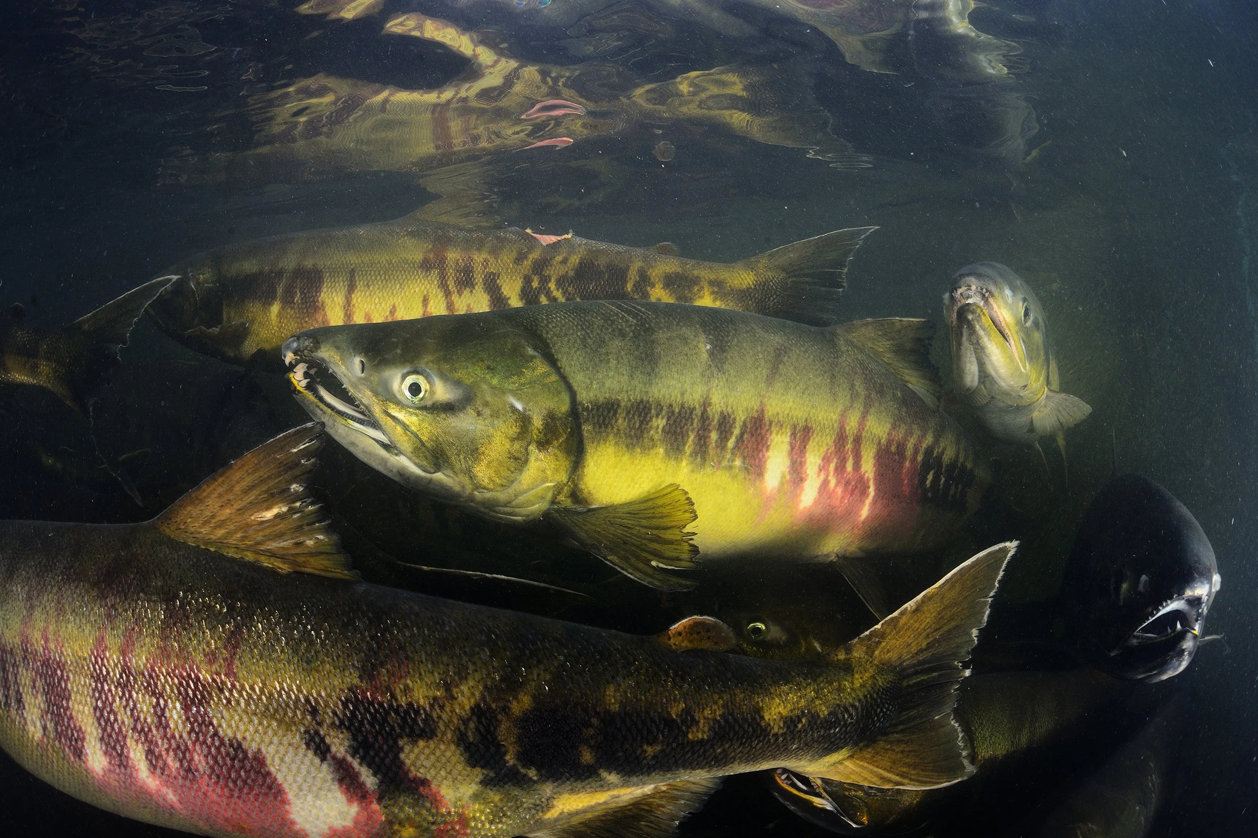 Fish Species in Alaska | Alaska Rainbow Lodge — Alaska Rainbow Lodge