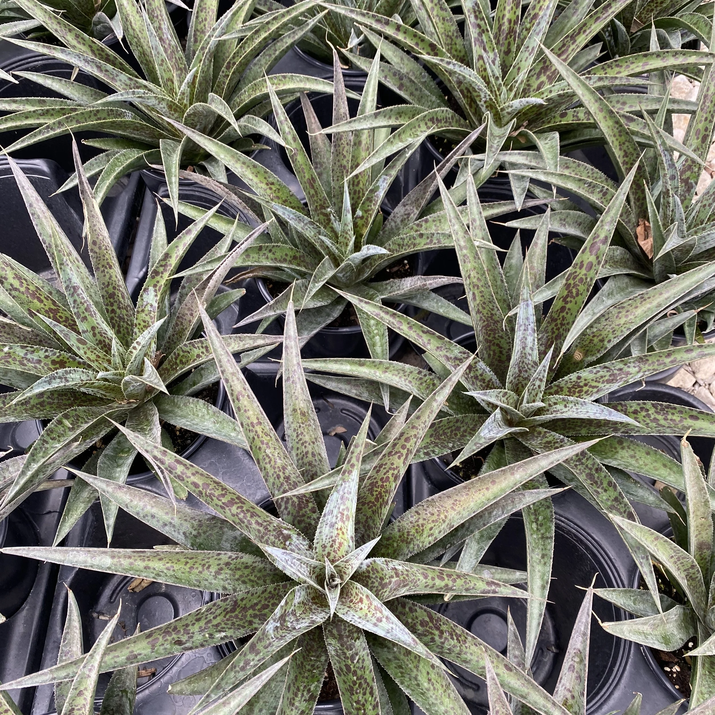 Wholesale — Rolke Greenhouses