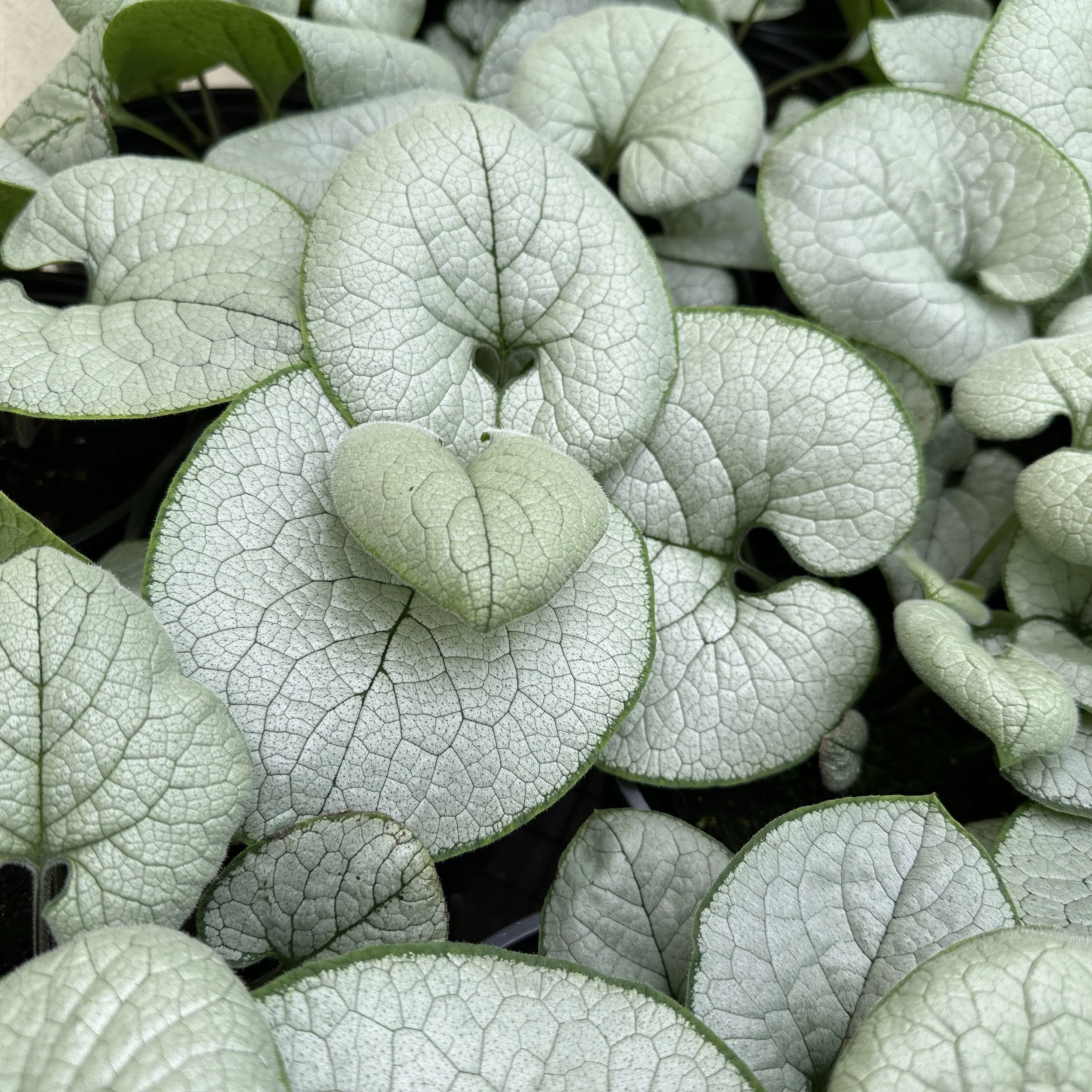 Wholesale — Rolke Greenhouses
