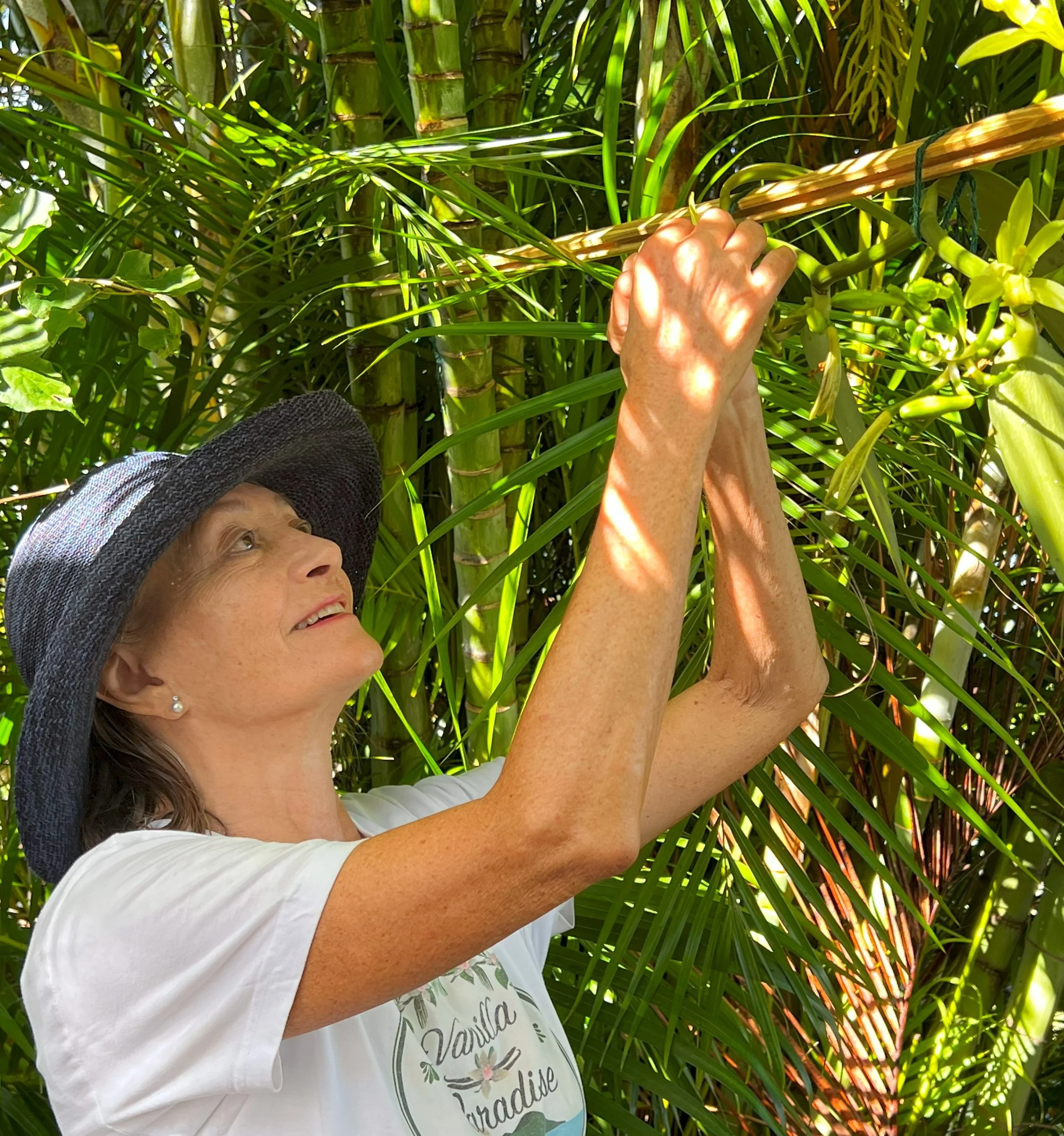 Vanilla Orchids and Pollination Season at Vanilla Paradise Nevis ...