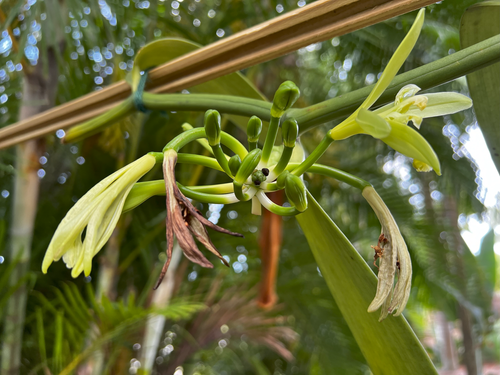 Vanilla Orchids and Pollination Season at Vanilla Paradise Nevis — Vanilla Paradise Nevis ...