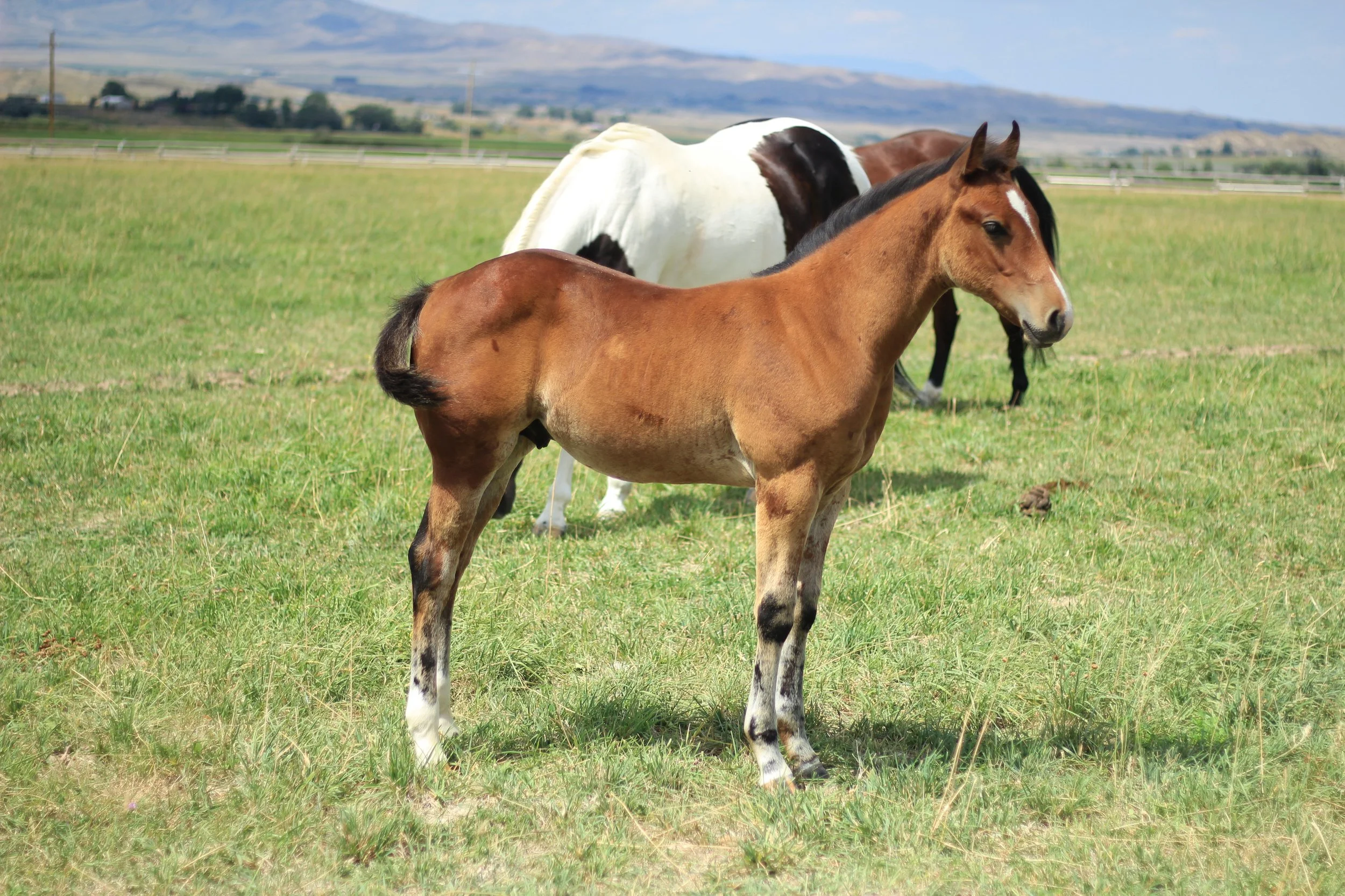 OAKLEYS GOTTA GUN — Cross 4 Ranch