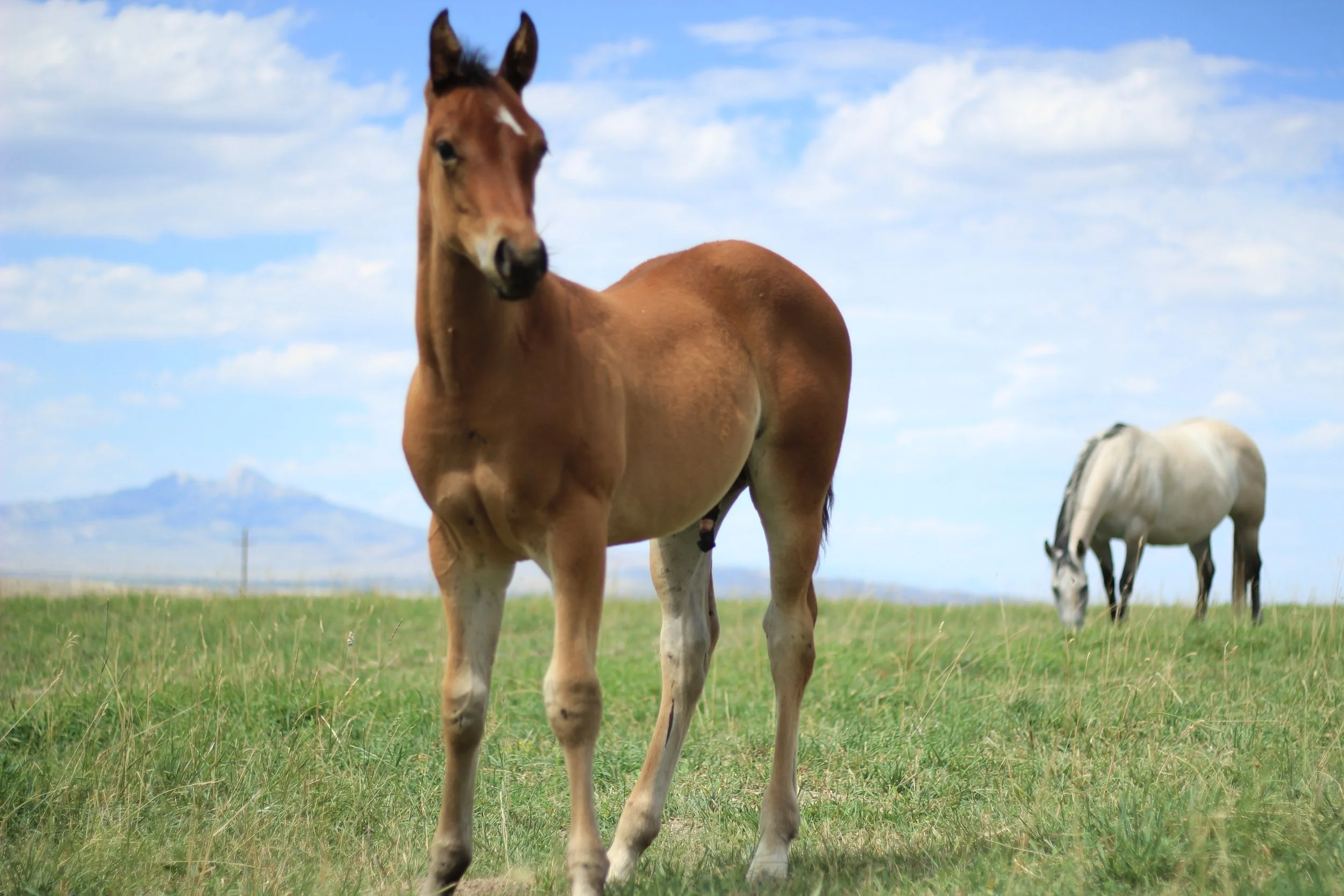 PLAYGUNS F14 — Cross 4 Ranch