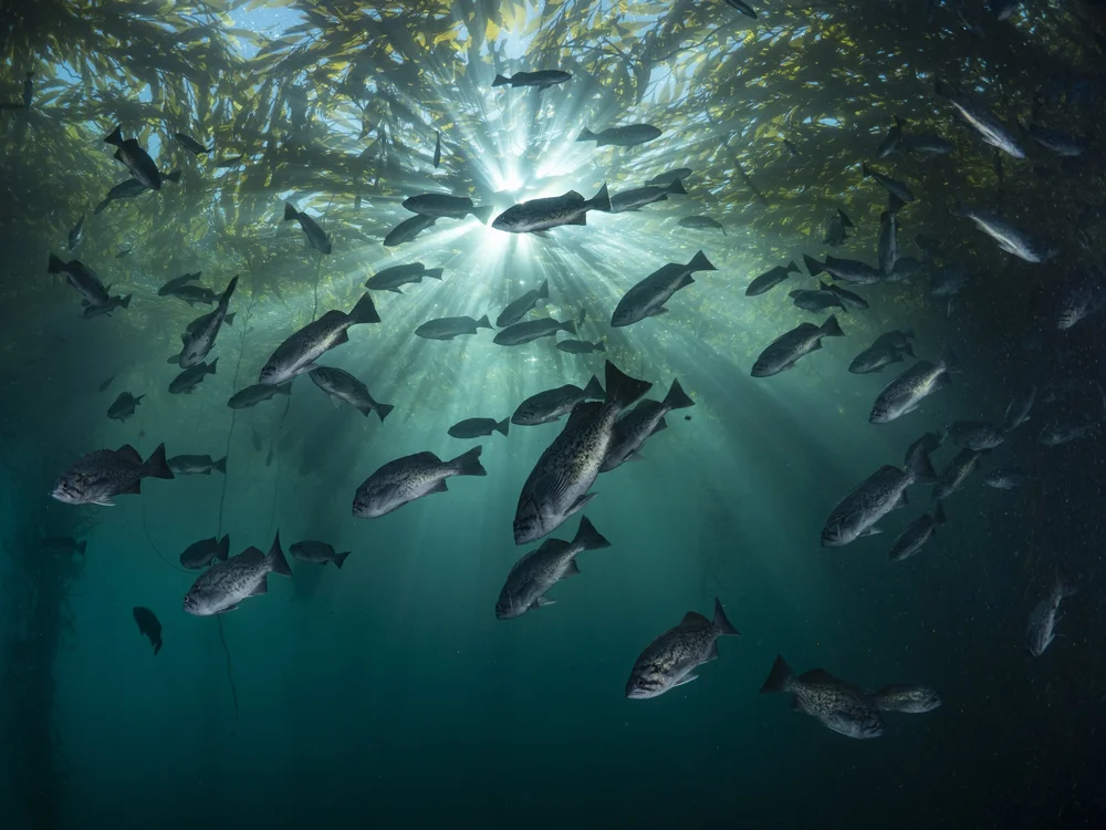 SCUBA Diving Tours in Monterey Bay — Monterey Expeditions - Your Local ...
