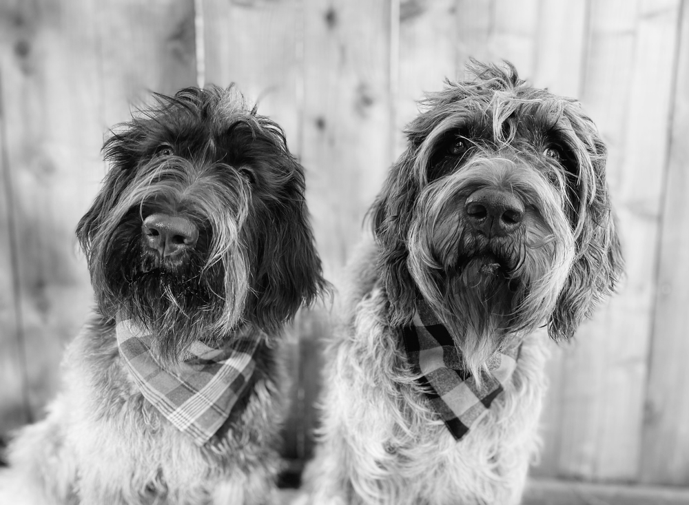 Studio — Fleetwood Fernandez