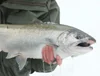 About Us — Fly Guides | Haines, Alaska