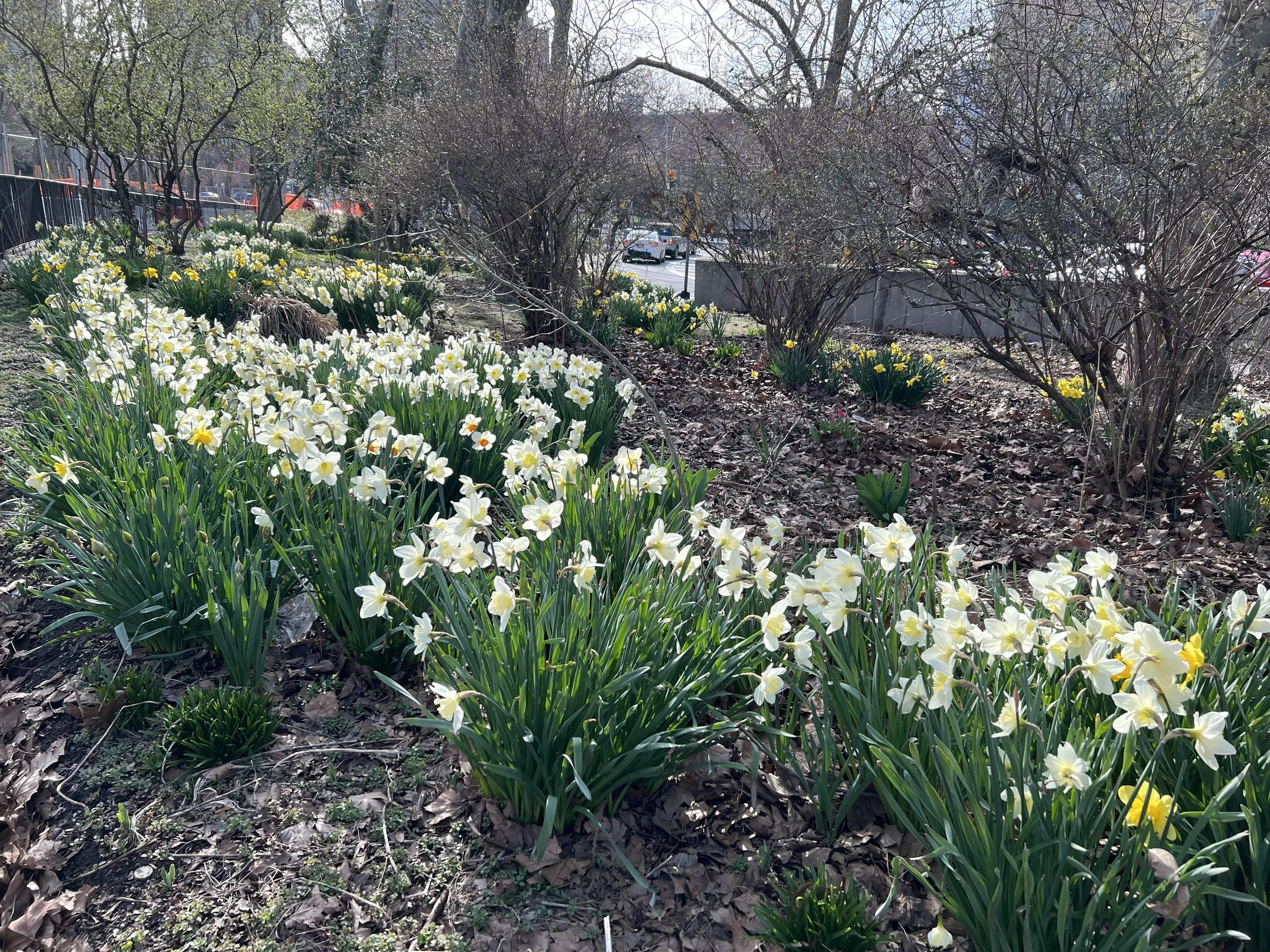 Daffodil Project — Cadman Park Conservancy