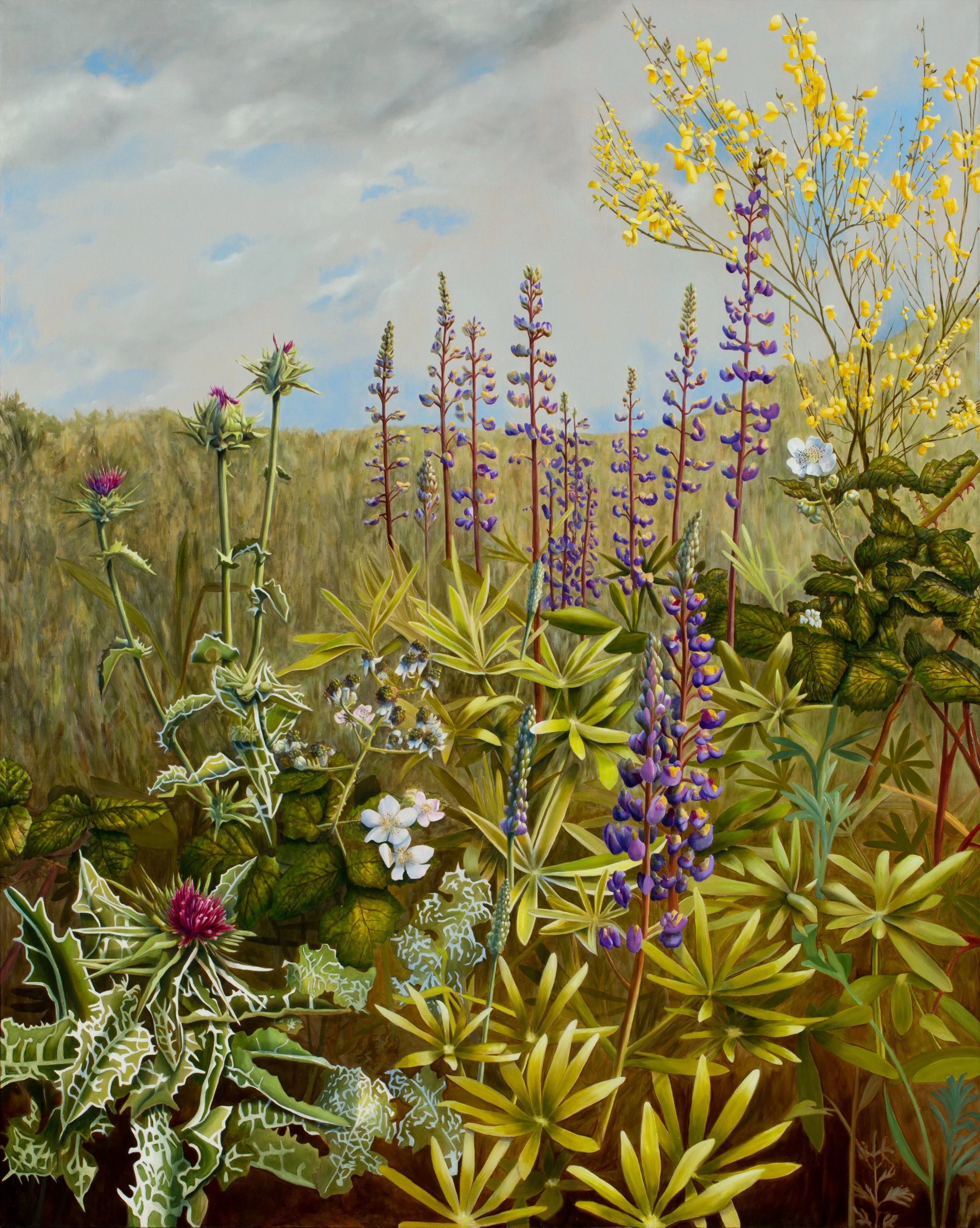 Kincaid's Lupine — SUSAN HARRINGTON Paintings