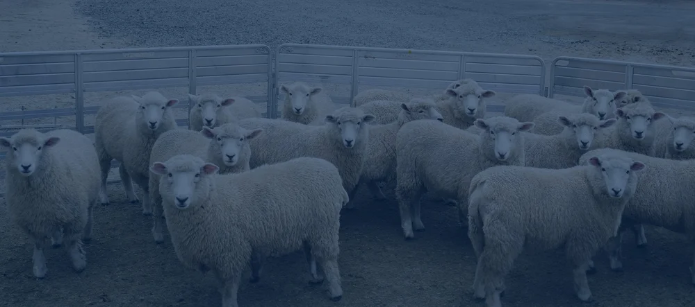 Greenlea Rescue Helicopter Sheep Dog Championships