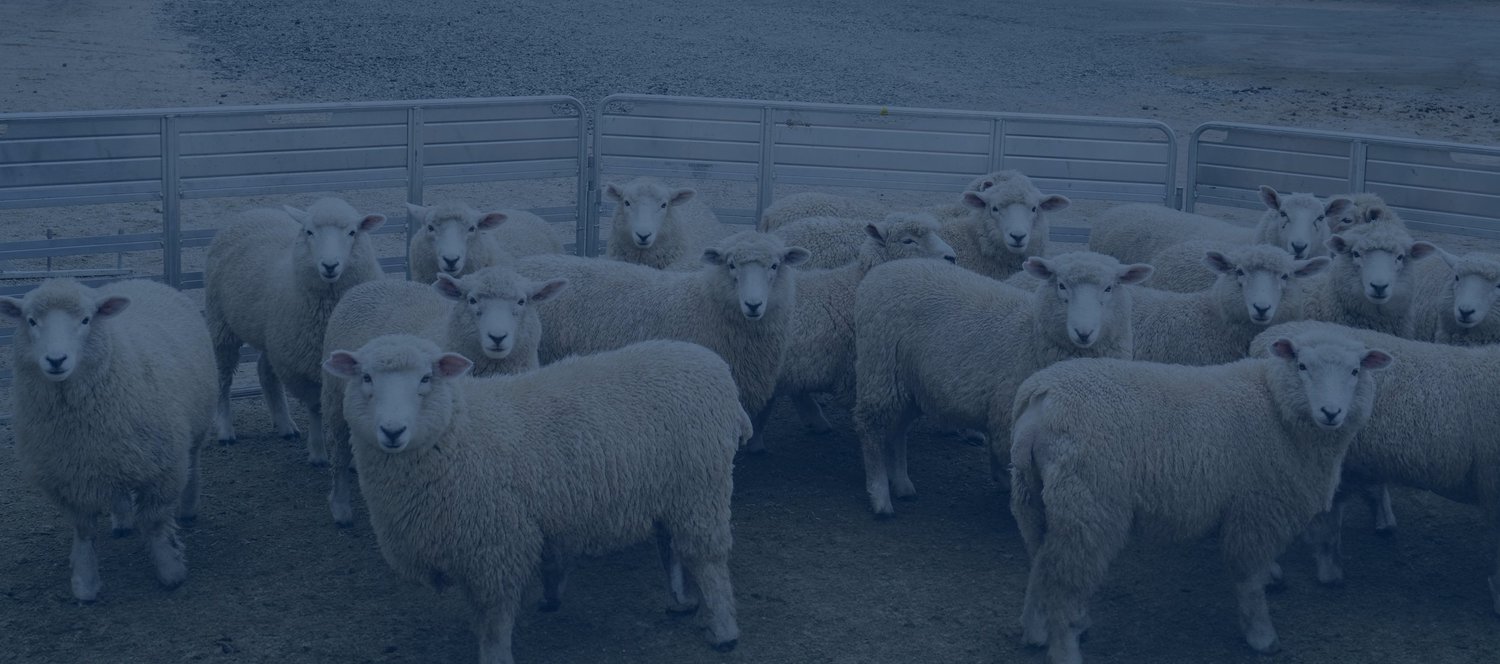 Greenlea Rescue Helicopter Sheep Dog Championships