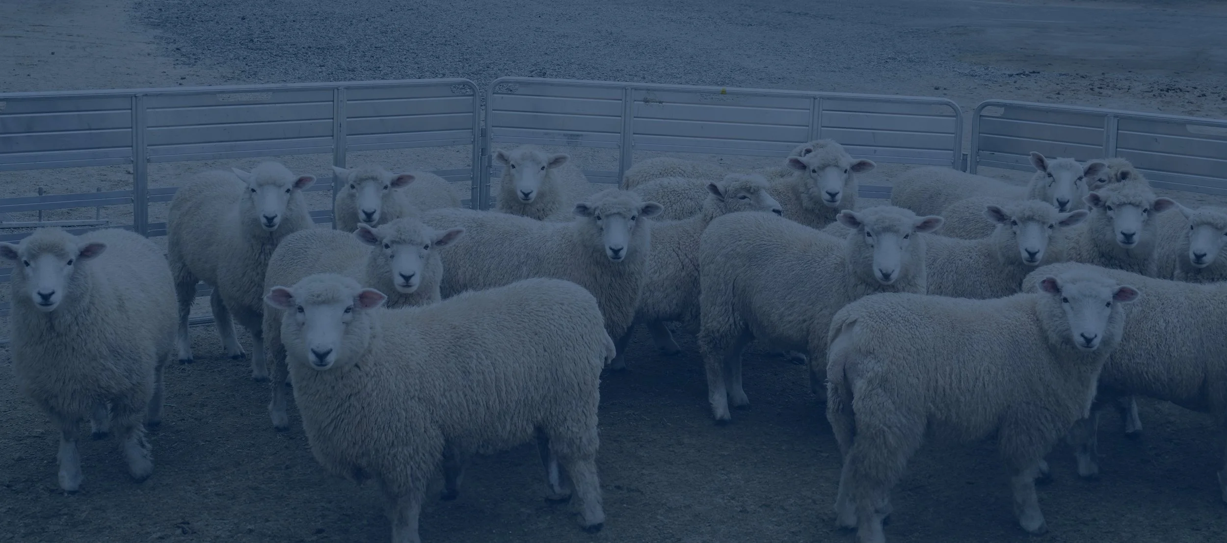 Greenlea Rescue Helicopter Sheep Dog Championships