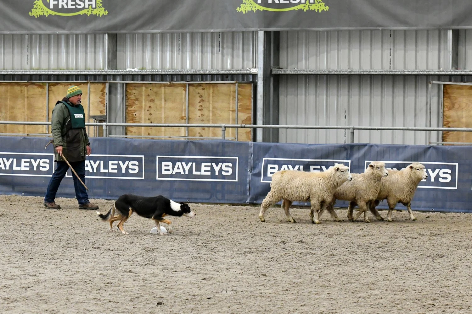 Results — Greenlea Rescue Helicopter Sheep Dog Championships