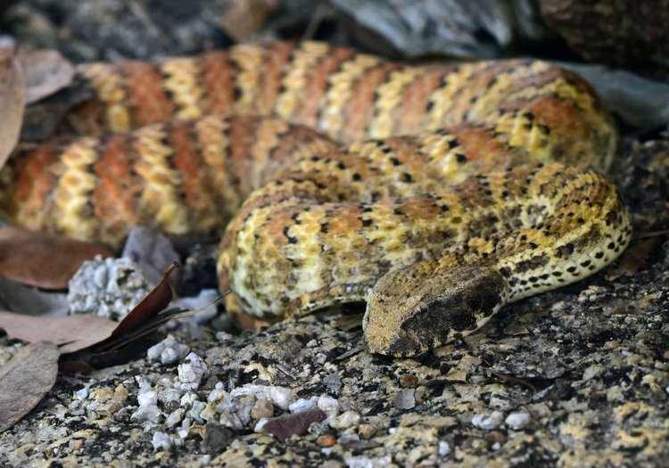 How to Respond to a Snake Bite — First Response Australia