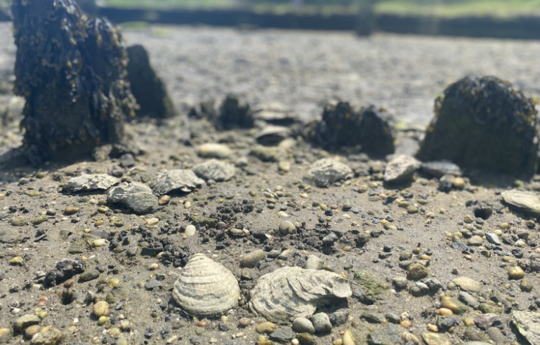 Oysters Rediscovered in Shark River Bay — sharkriver.org