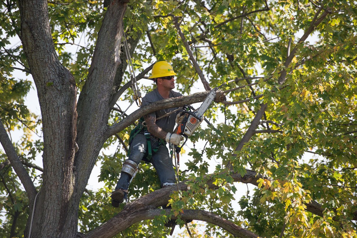 DALTON TREE SERVICE
