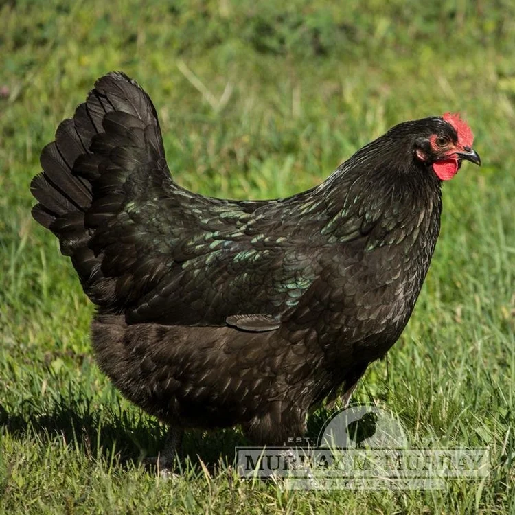Lend-A-Hen