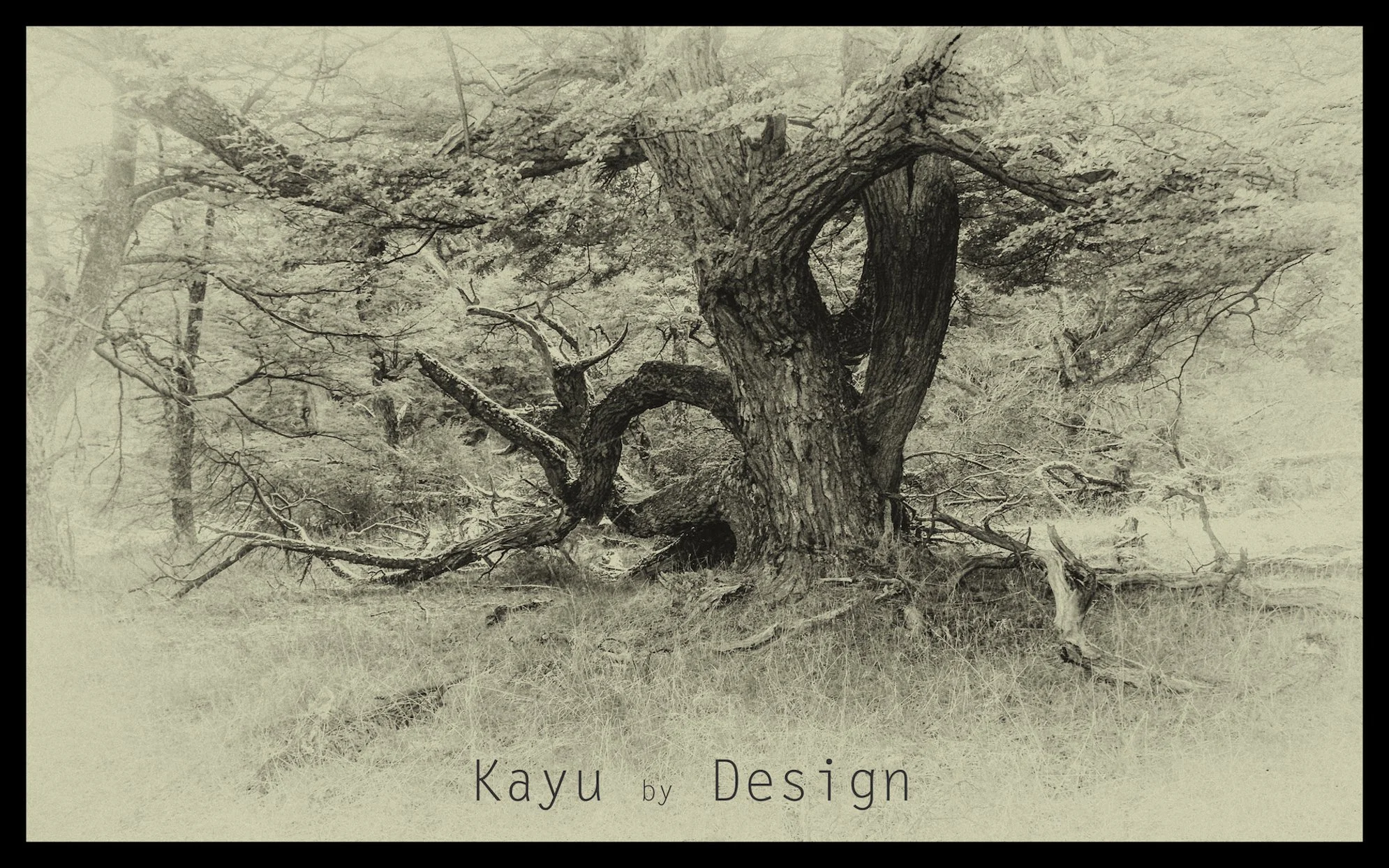 Kayu by Design