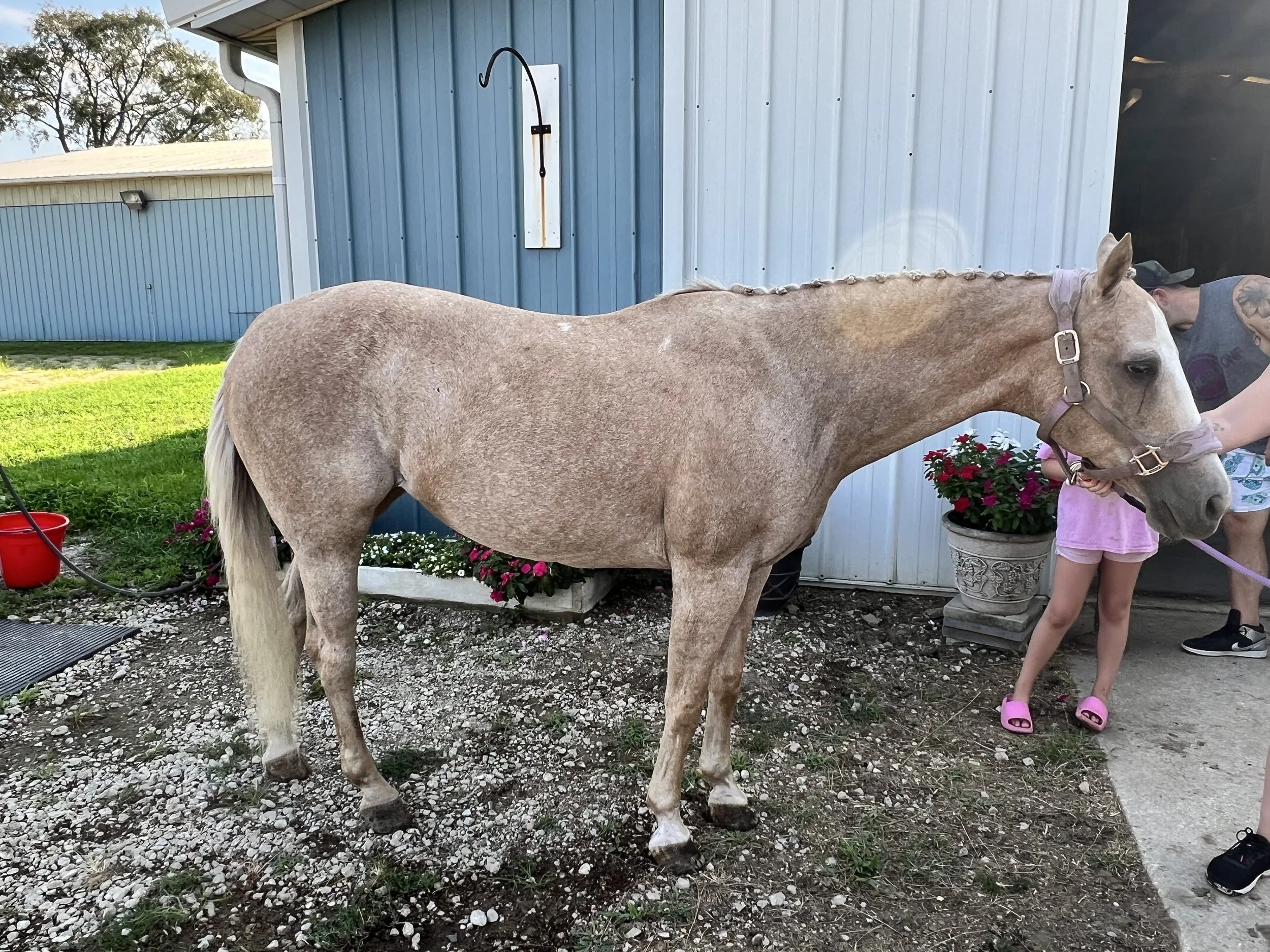 Lesson Horses — Bridge the Gap Equine