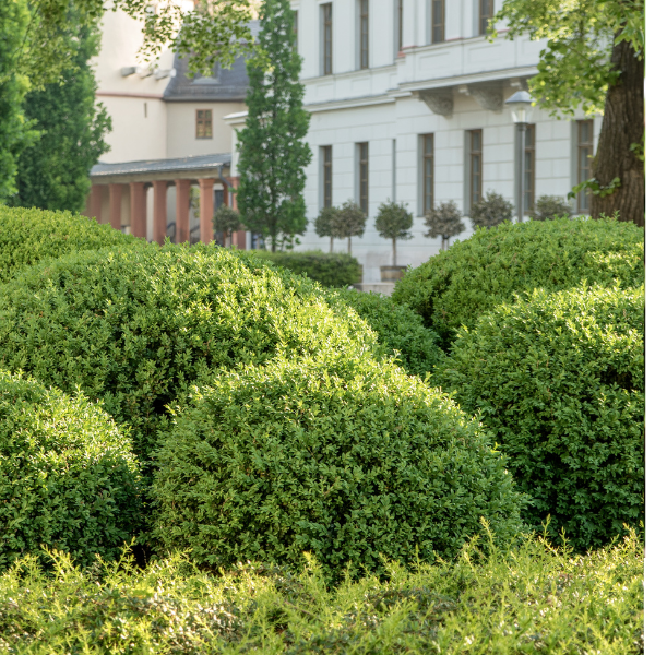 Blueberry high bush Polaris, Northland — Stonepath Greenhouses and ...