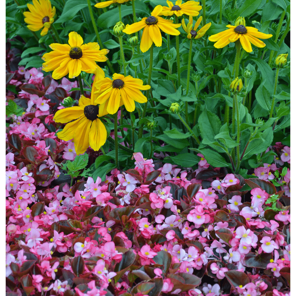 Best Plants For A Sunny Dry Site — Stonepath Greenhouses and Landscaping