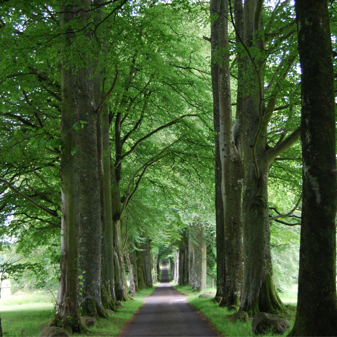 Best Trees To Line Driveway — Stonepath Greenhouses and Landscaping