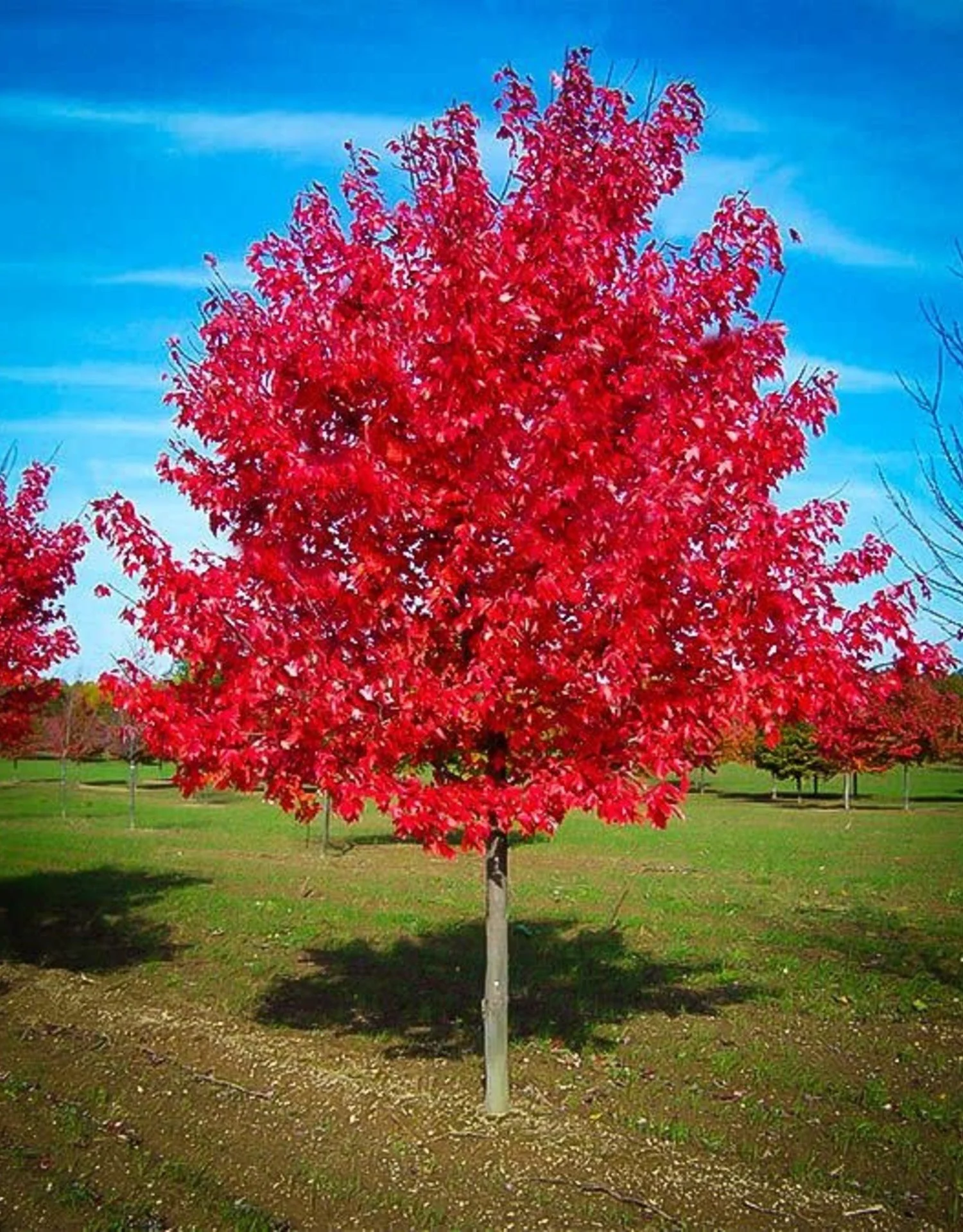 Best Trees To Line Driveway — Stonepath Greenhouses and Landscaping
