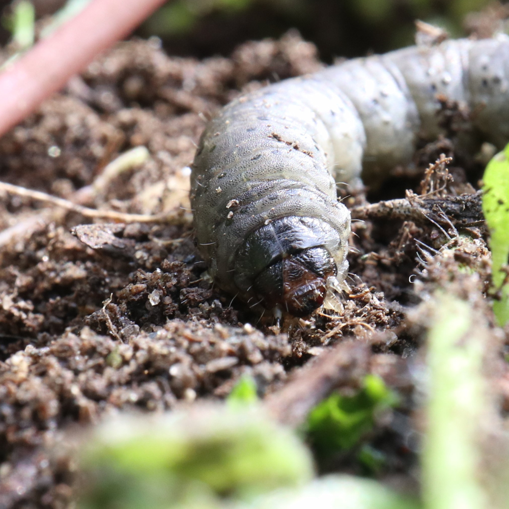 How To Control Lawn Grubs — Stonepath Greenhouses and Landscaping