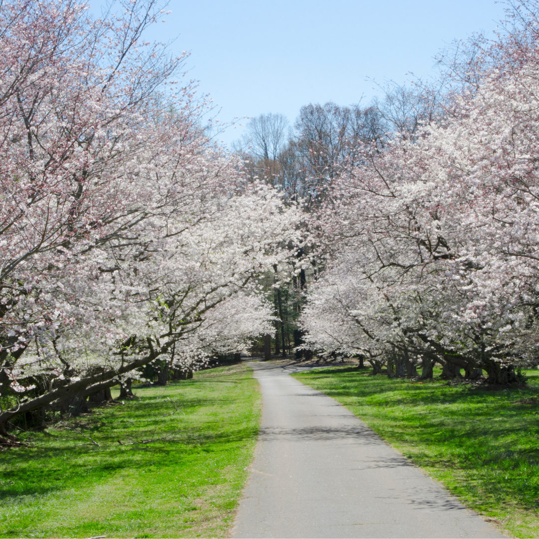 Best Trees To Line Driveway — Stonepath Greenhouses and Landscaping
