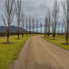 Best Trees To Line Driveway — Stonepath Greenhouses and Landscaping