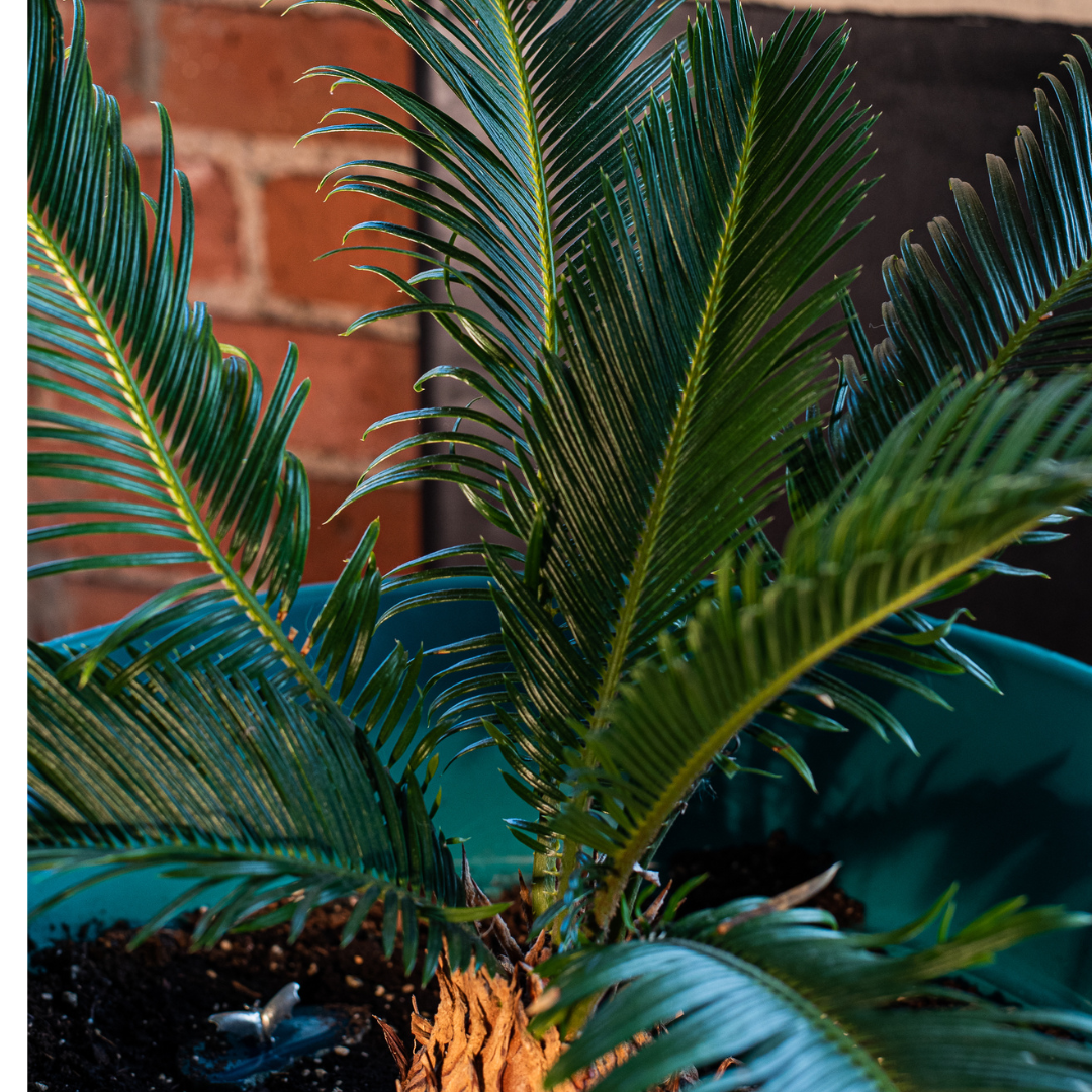 Best Palms For Containers — Stonepath Greenhouses and Landscaping