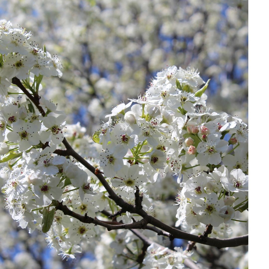 Best Trees To Line Driveway — Stonepath Greenhouses and Landscaping