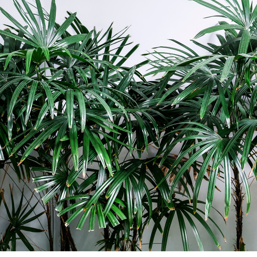 Best Palms For Containers — Stonepath Greenhouses and Landscaping