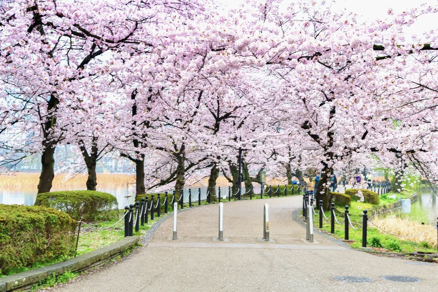 12 Best Places to See Cherry Blossoms in Japan This Spring | The Exploreist
