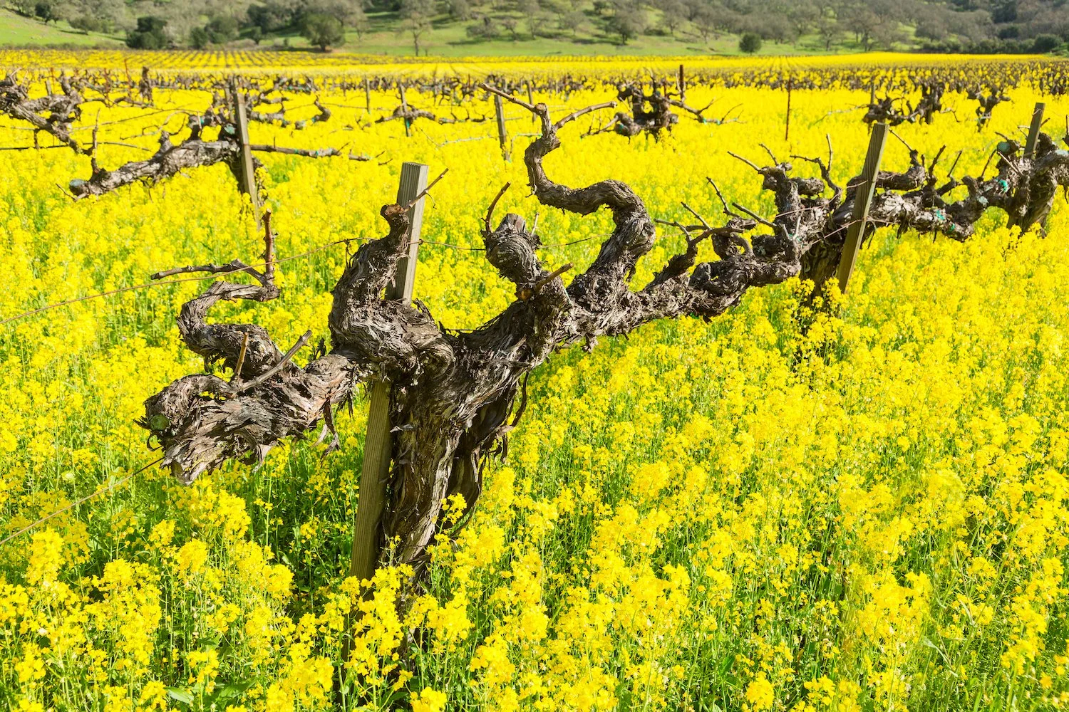 The World’s Most Celebrated Wine Region Is Blanketed in Bright Yellow ...