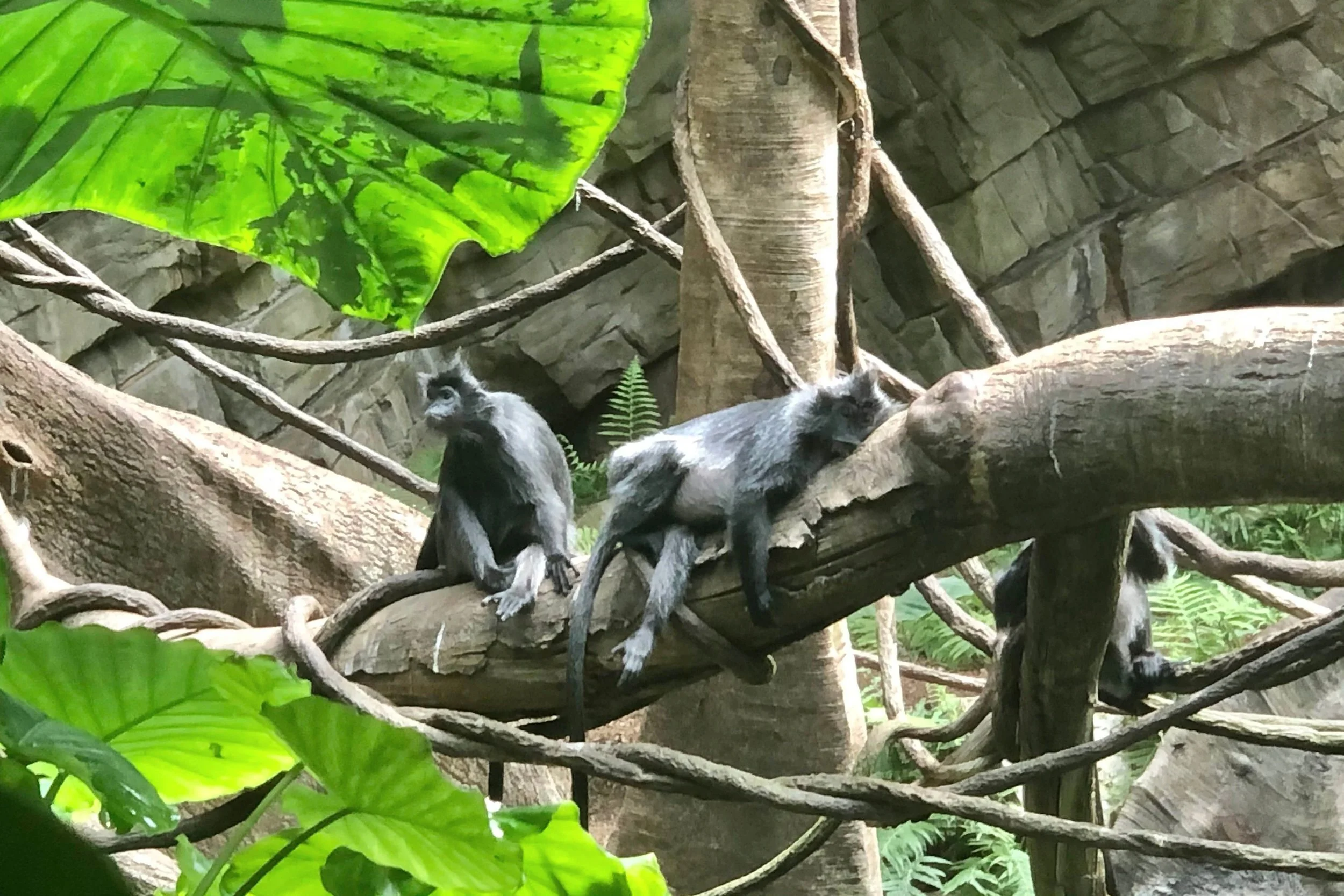 Your Guide to the Bronx Zoo, From Highlights to Tips for a Great ...