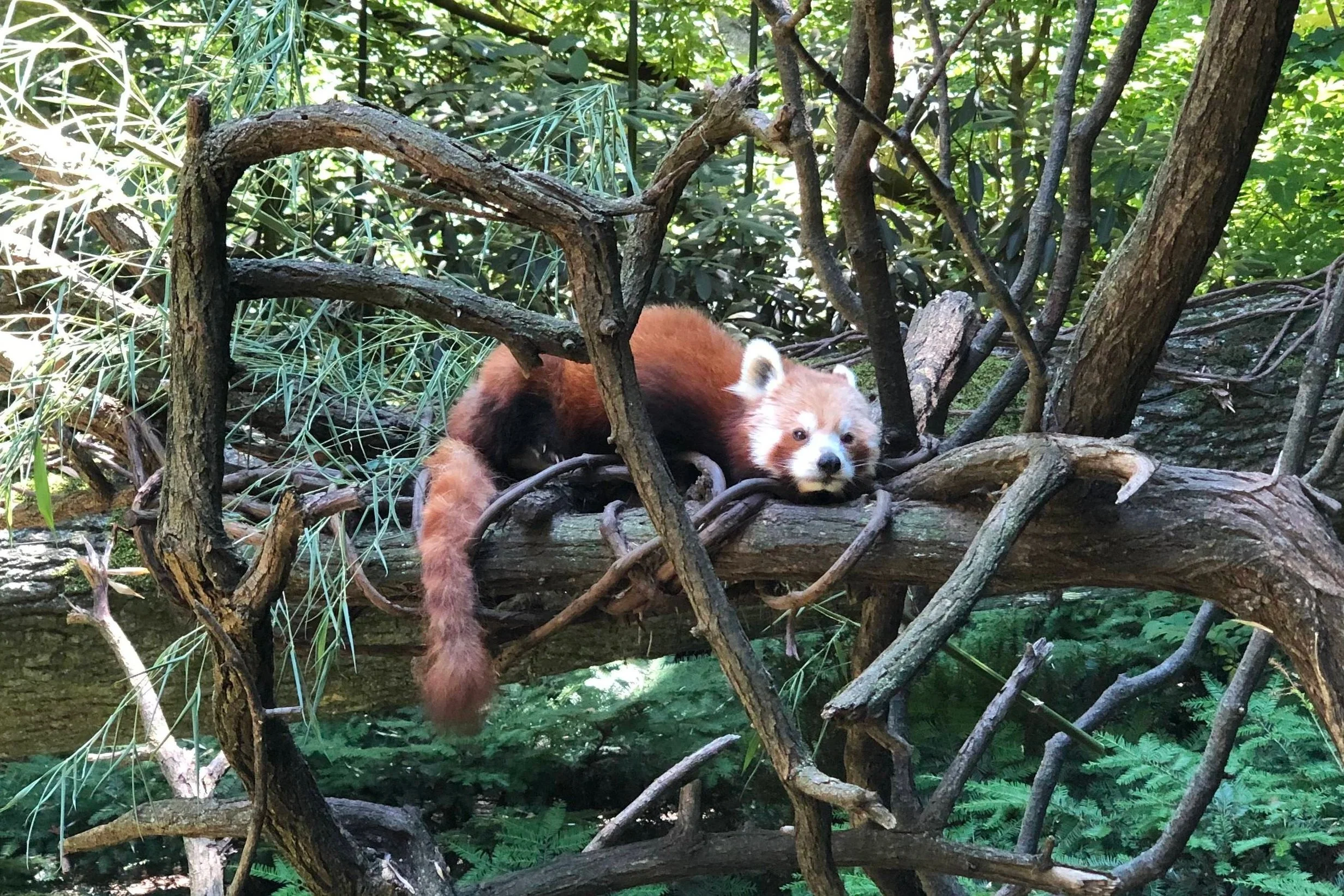 Your Guide to the Bronx Zoo, From Highlights to Tips for a Great ...