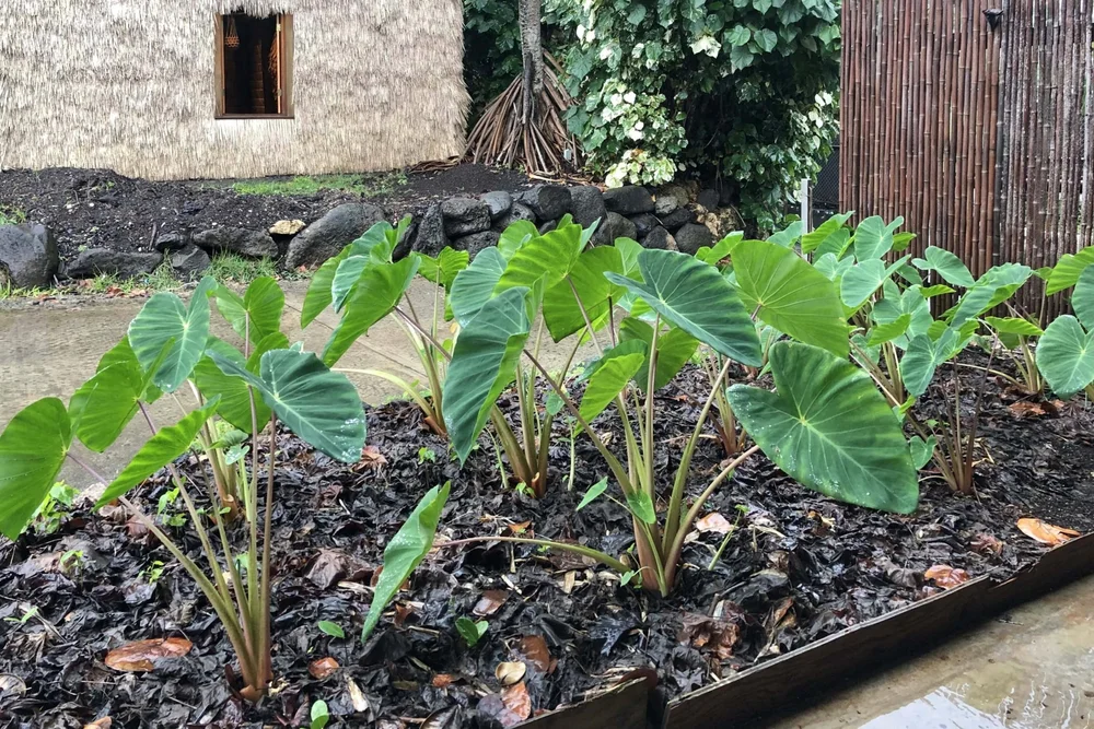 Your Guide to Polynesian Cultural Center in Oahu | The Exploreist