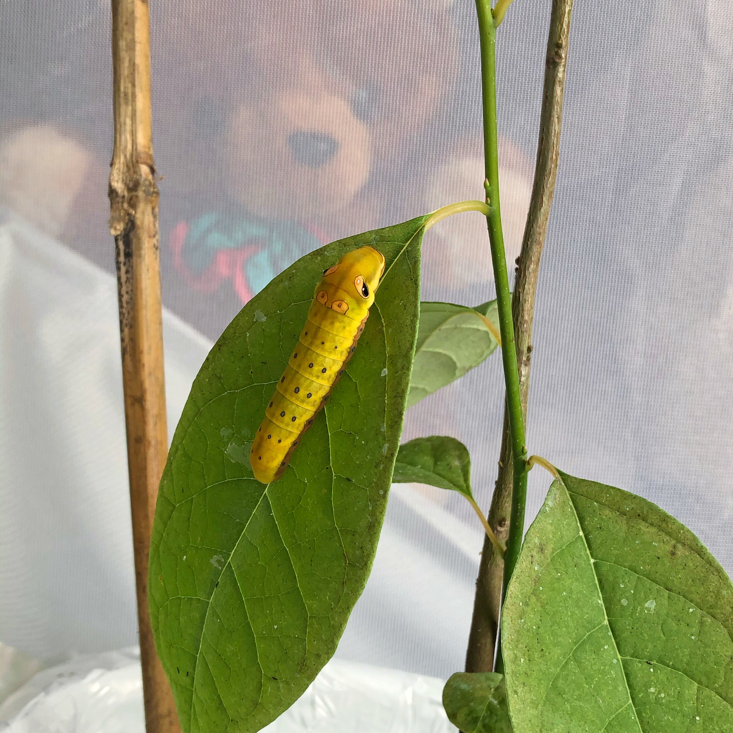 How to Rear Spicebush Swallowtail Butterflies at Home | The Exploreist
