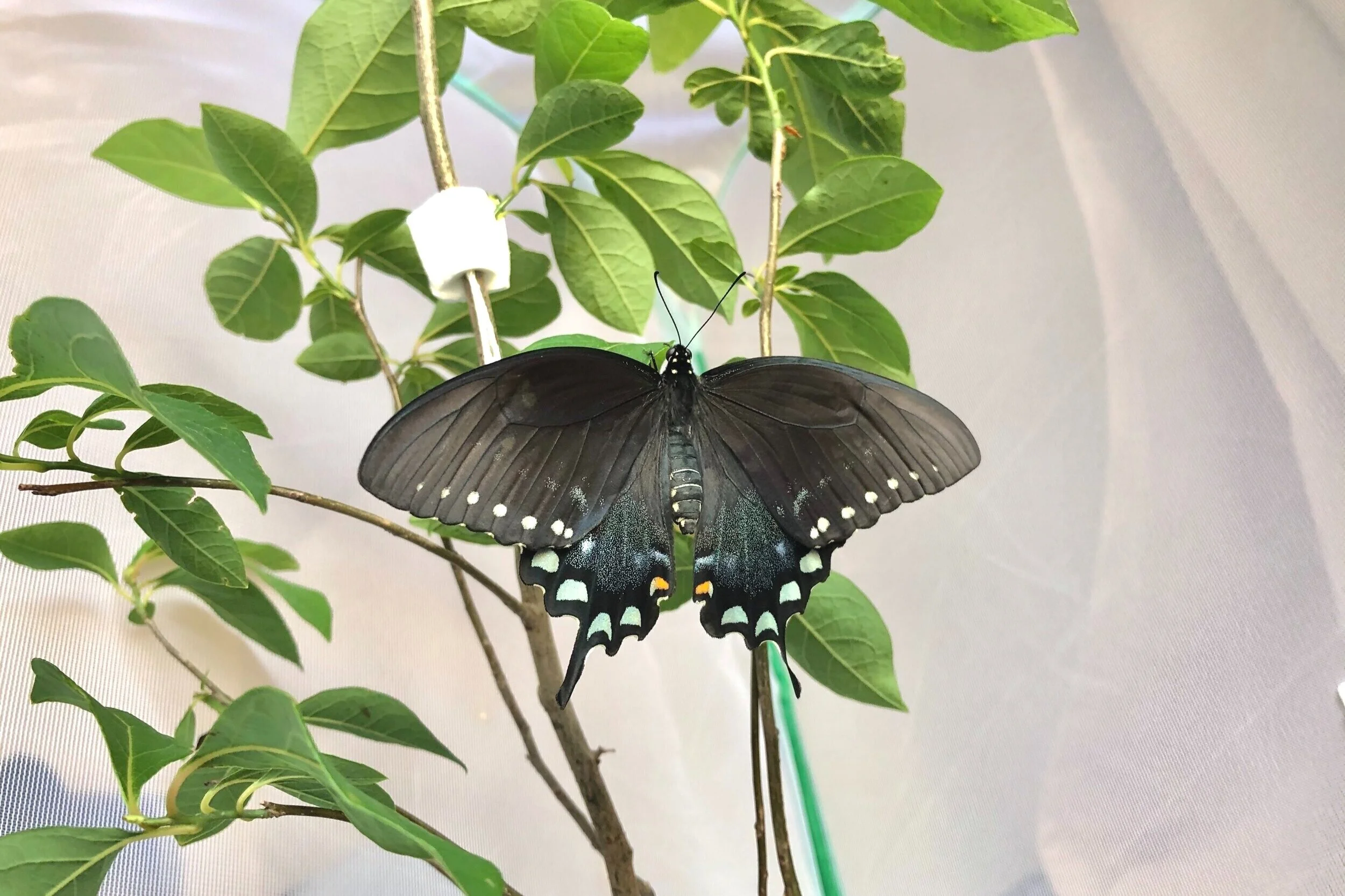 How to Preserve a Butterfly: a Step-by-Step Guide | The Exploreist