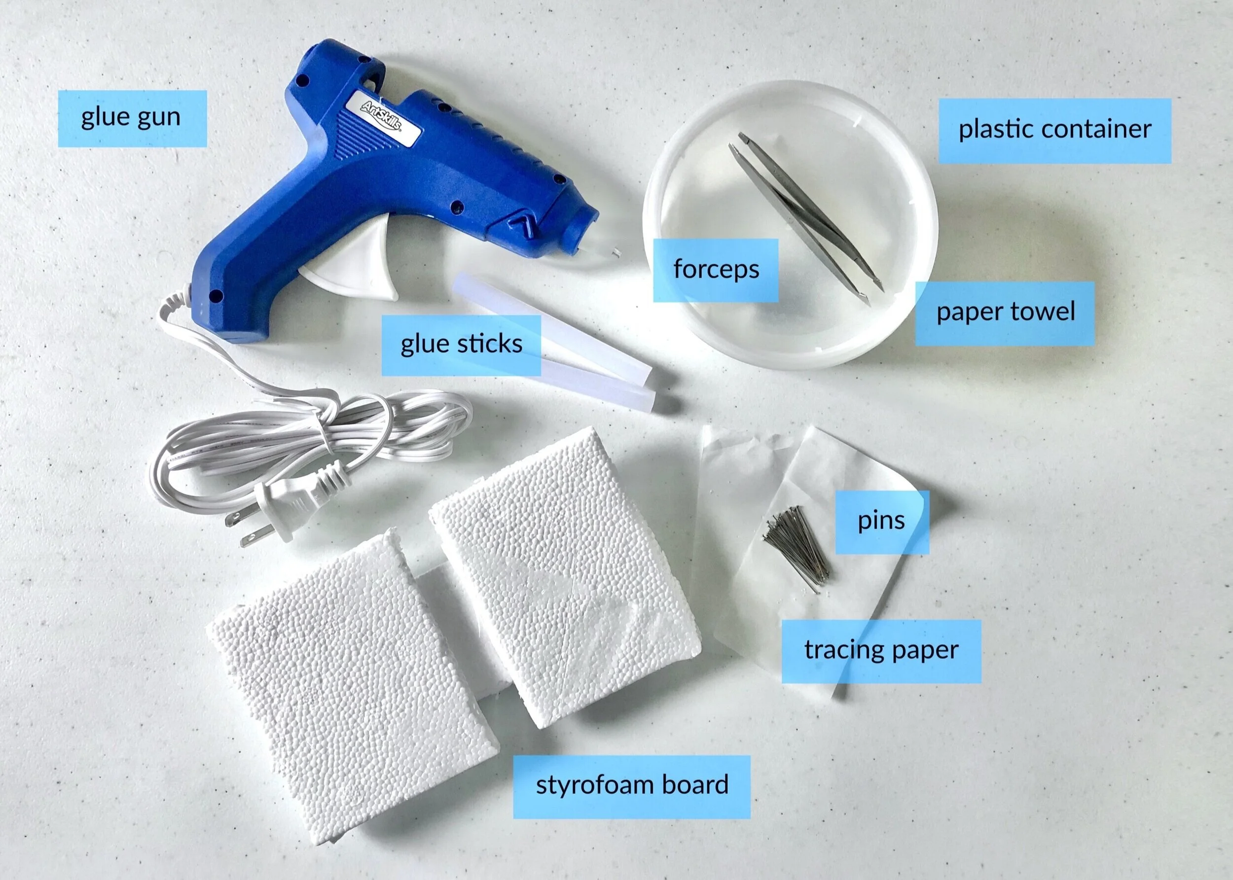 How to Preserve a Dead Butterfly: A Step-by-Step Guide | The Exploreist