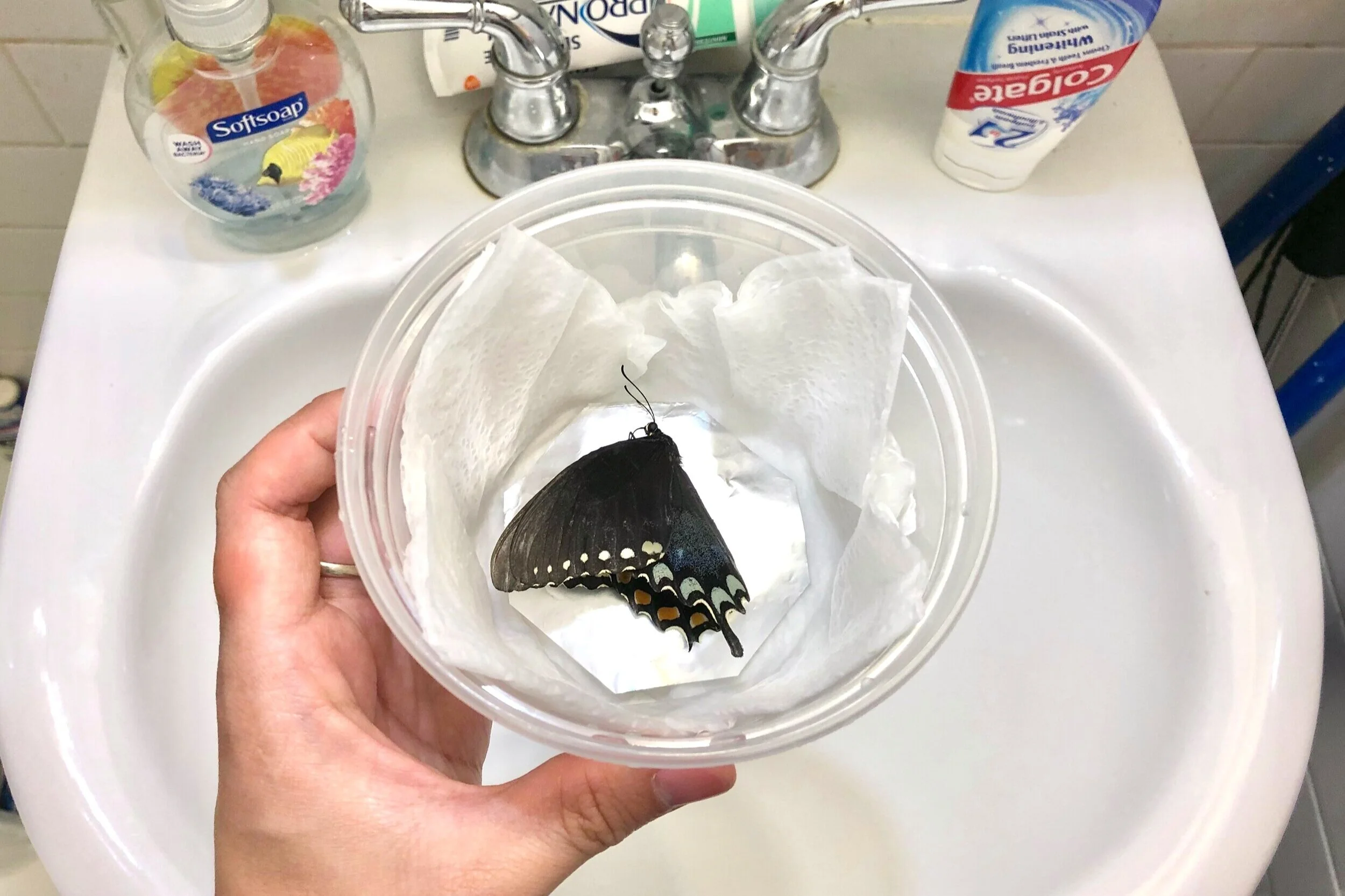 How to Preserve a Butterfly: a Step-by-Step Guide | The Exploreist