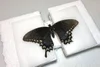 How to Preserve a Dead Butterfly: A Step-by-Step Guide | The Exploreist