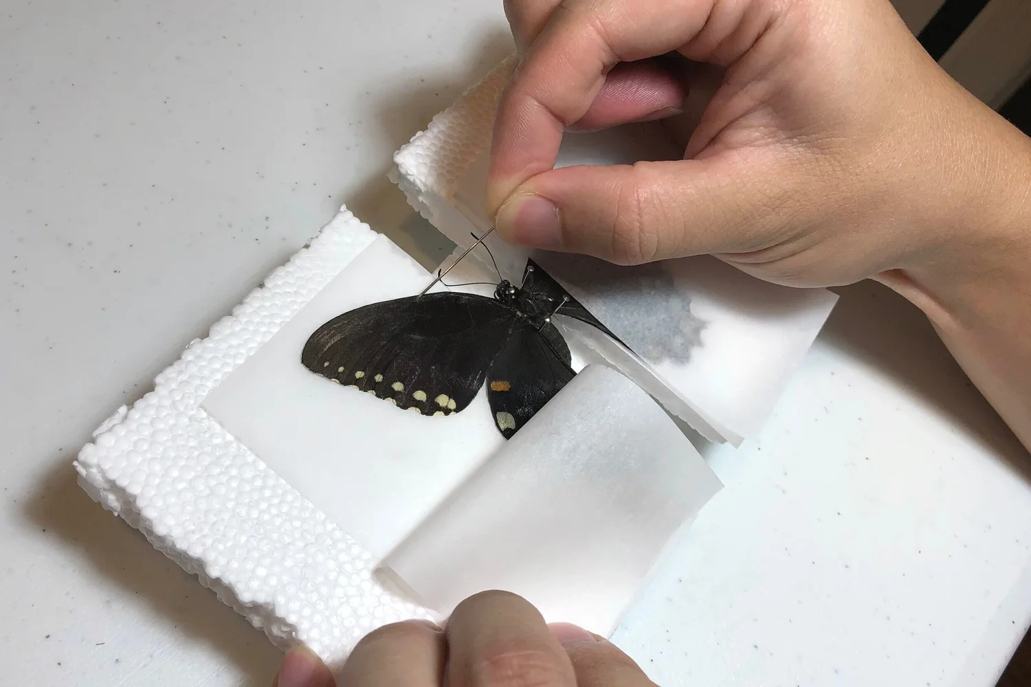 How to Preserve a Dead Butterfly: A Step-by-Step Guide | The Exploreist