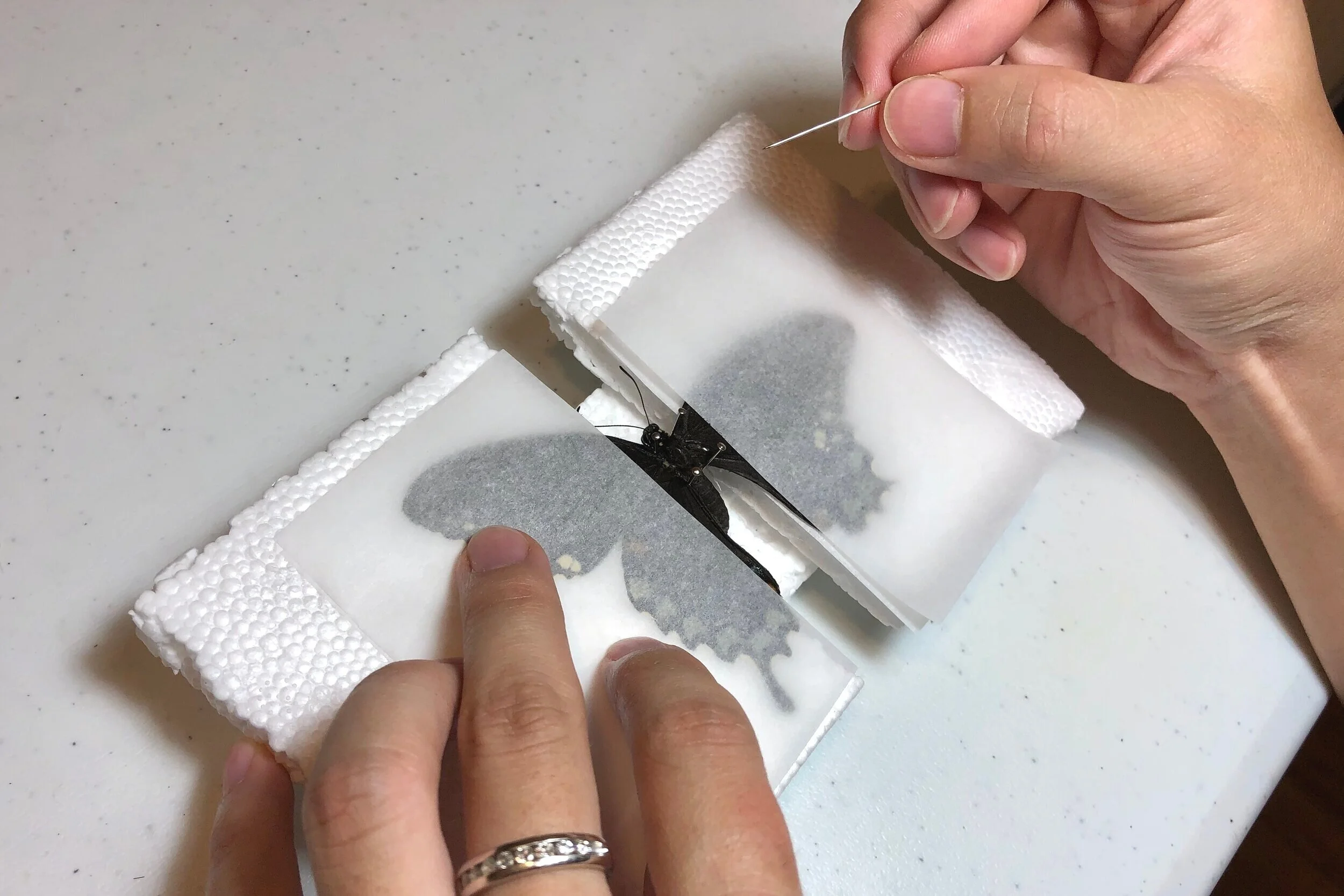 How to Preserve a Dead Butterfly: A Step-by-Step Guide | The Exploreist