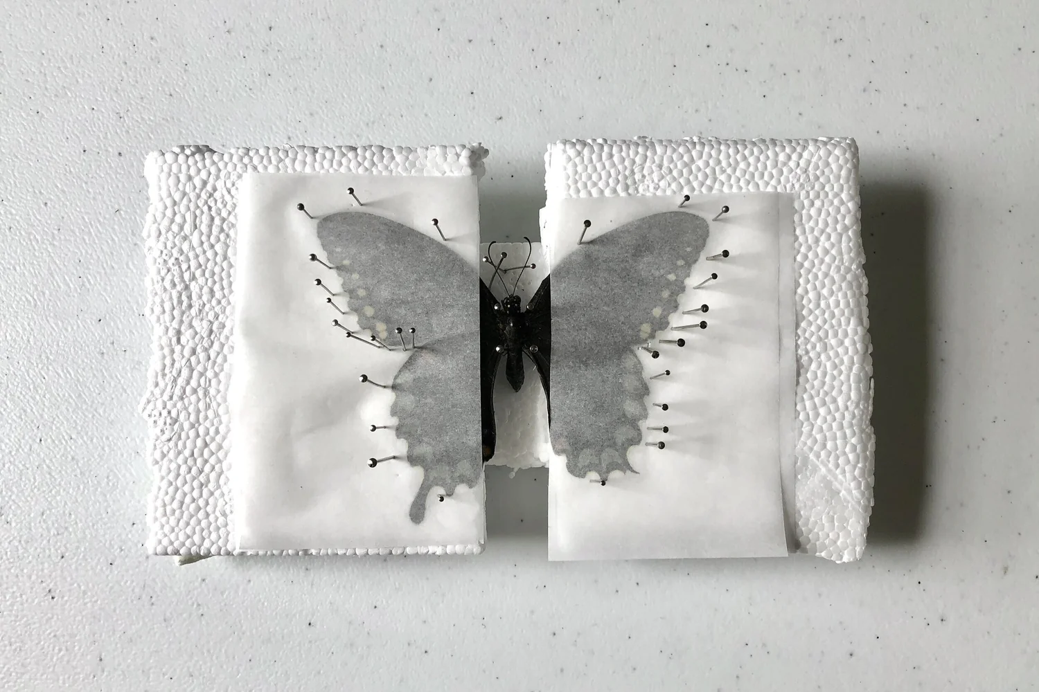 How to Preserve a Dead Butterfly: A Step-by-Step Guide | The Exploreist