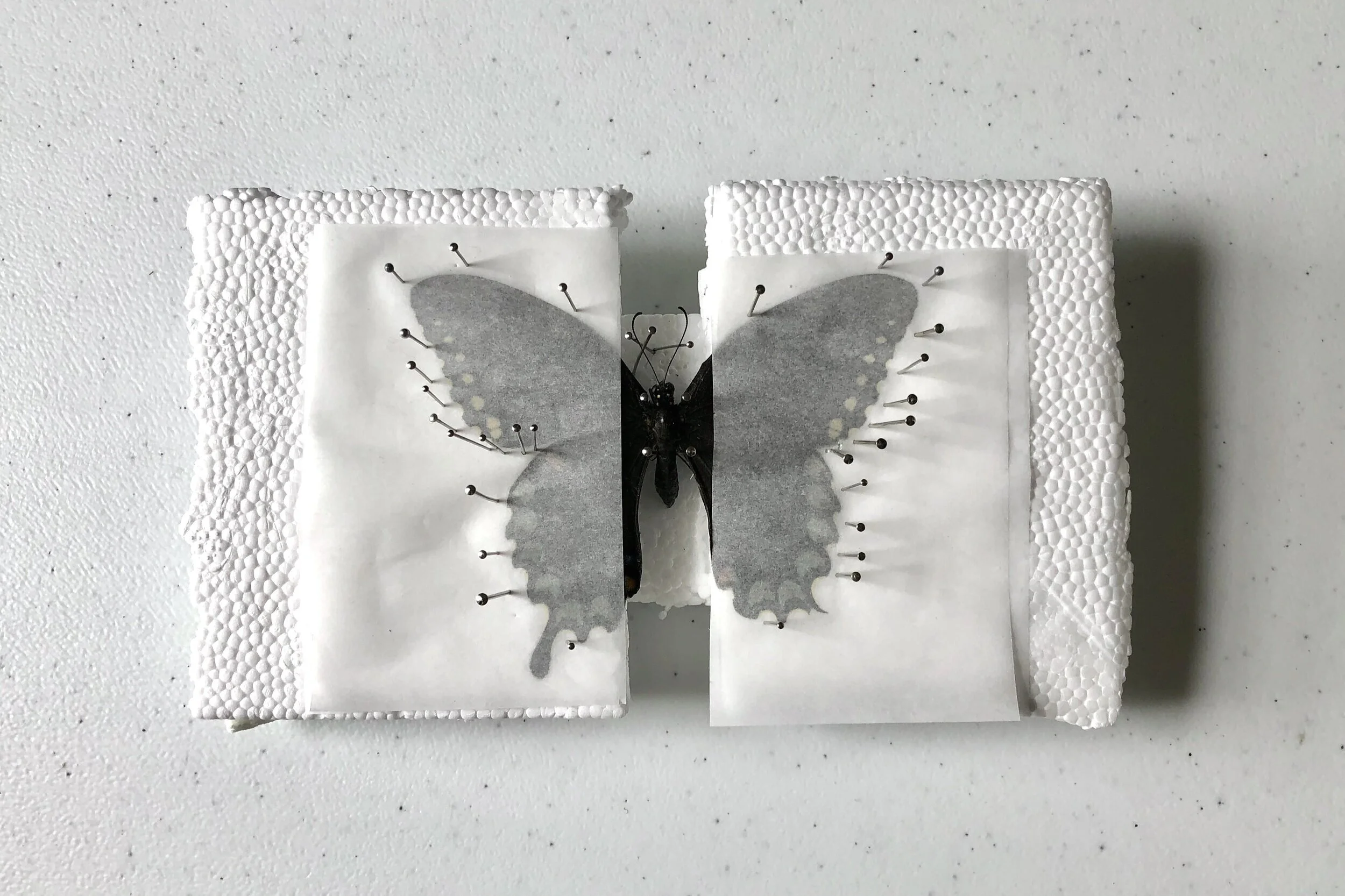 How to Preserve a Dead Butterfly: A Step-by-Step Guide | The Exploreist